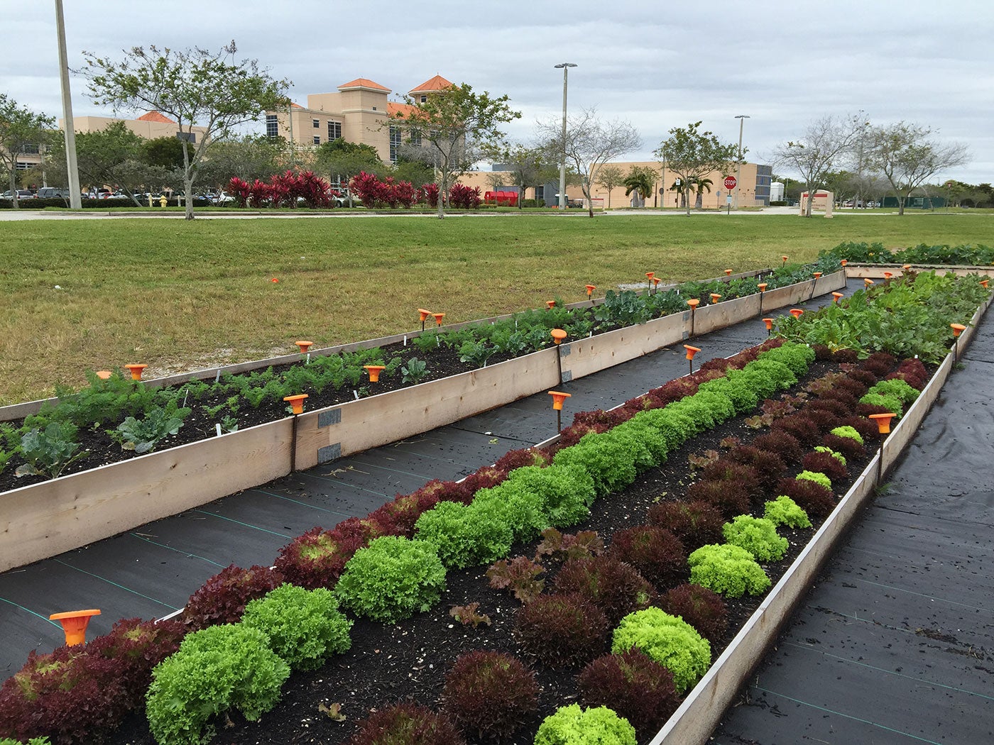 Hospital turns vacant lot into 10-acre community farm | HFM Magazine