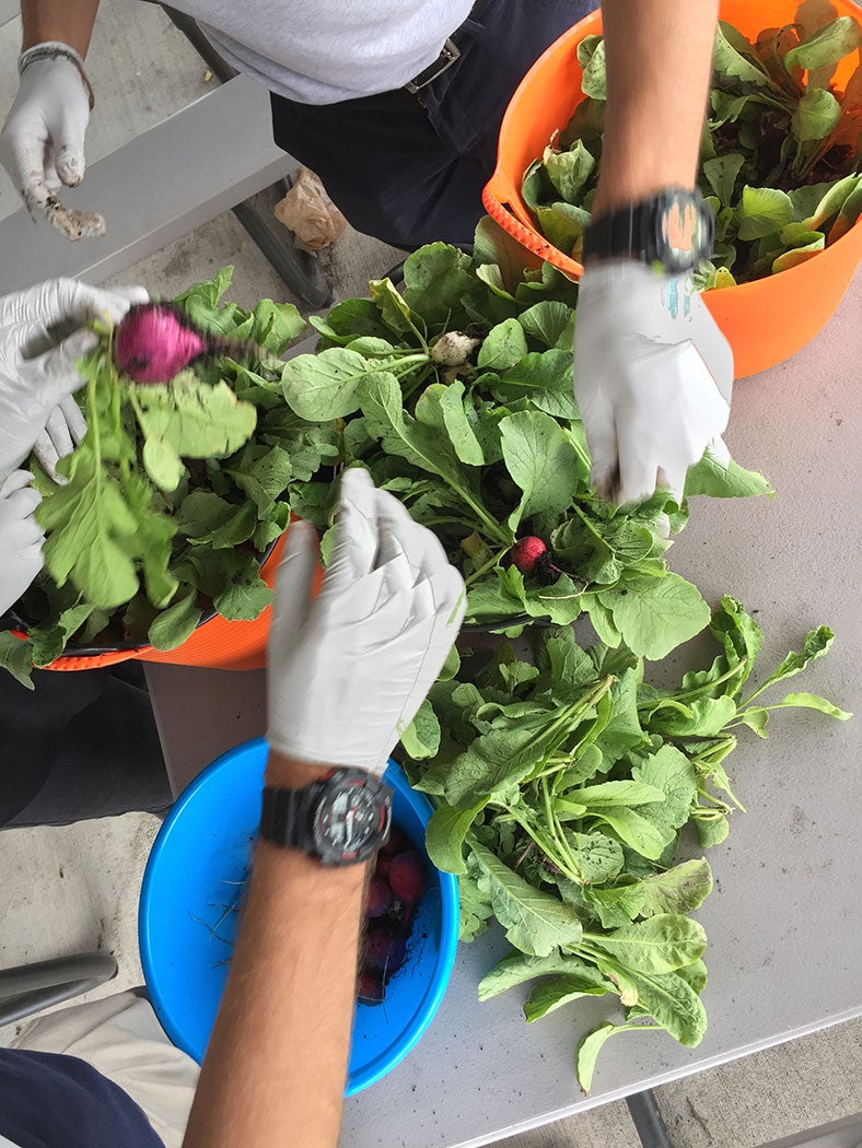 Hospital turns vacant lot into 10-acre community farm | HFM Magazine